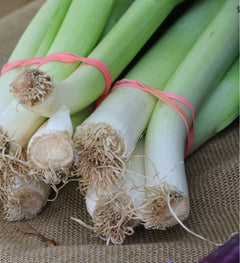 Onion Allergy: Symptoms, Testing and Alternative foods – Check My Body ...